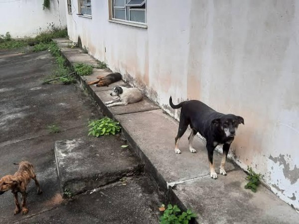 Vereadores aprovam criação da Frente Parlamentar da Causa Animal
